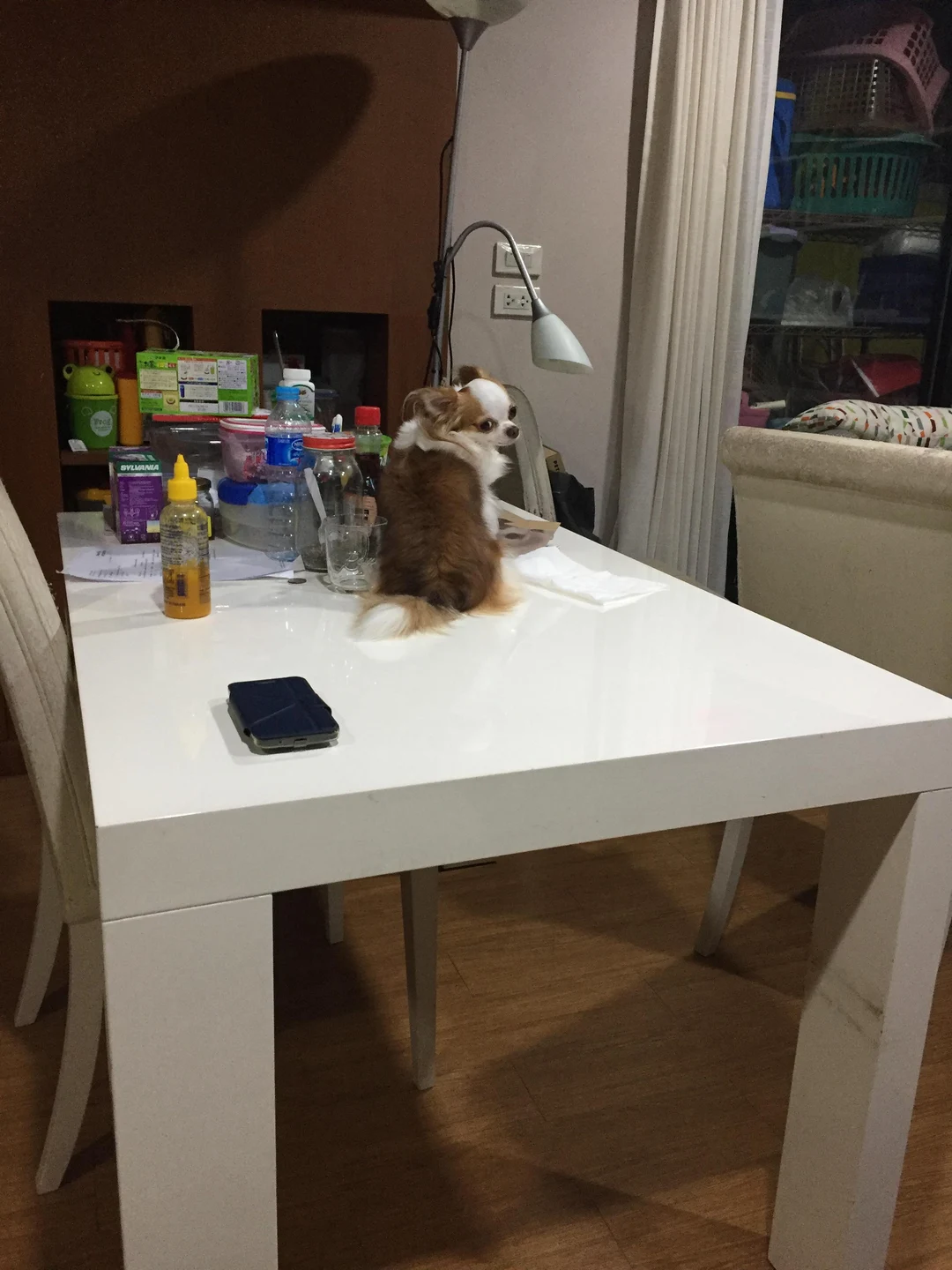 Don’t know how she find her way up. And she doesn’t know how to get down😭 | Scrolller