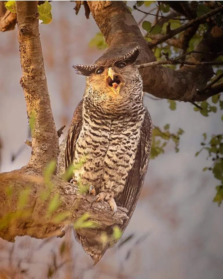Discover more like Owls: Spot-bellied eagle Owl 🦉😻 and Related Content | Scrolller