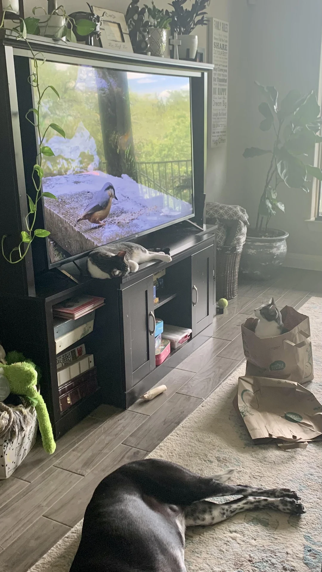 Must-see Cat TV | Scrolller