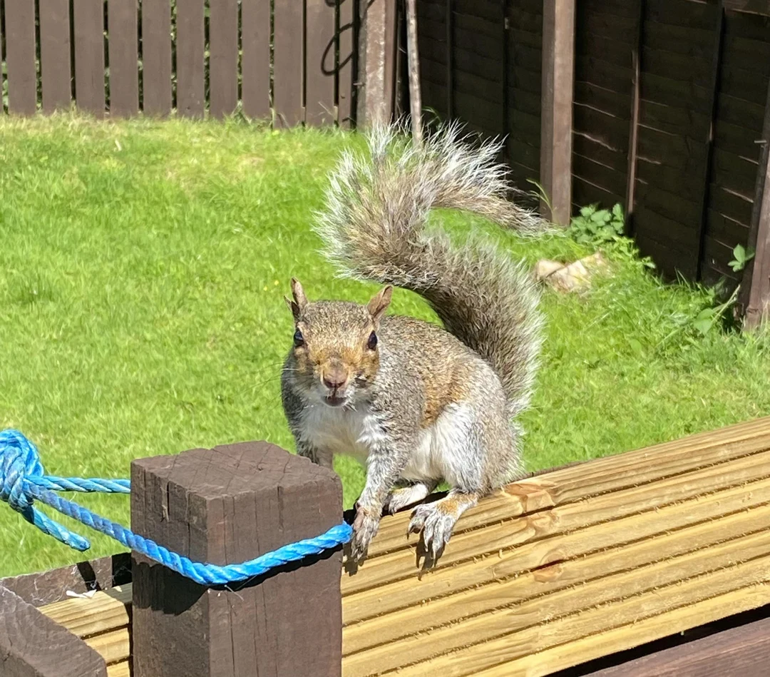 Discover more like Squirrels: Squirrel friends and Related Content | Scrolller