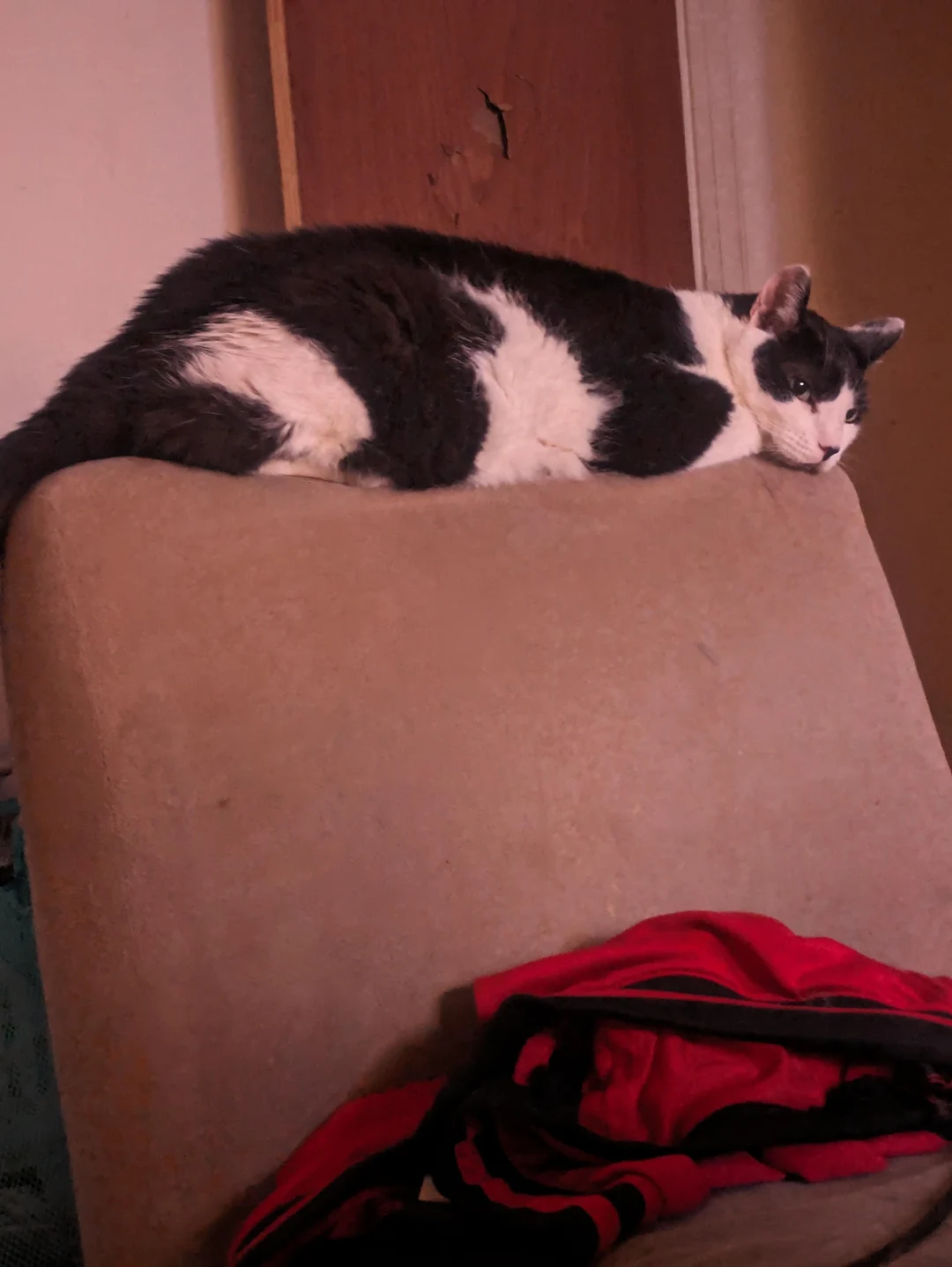 My guy Rebel loafing out watching TV next to my bed | Scrolller