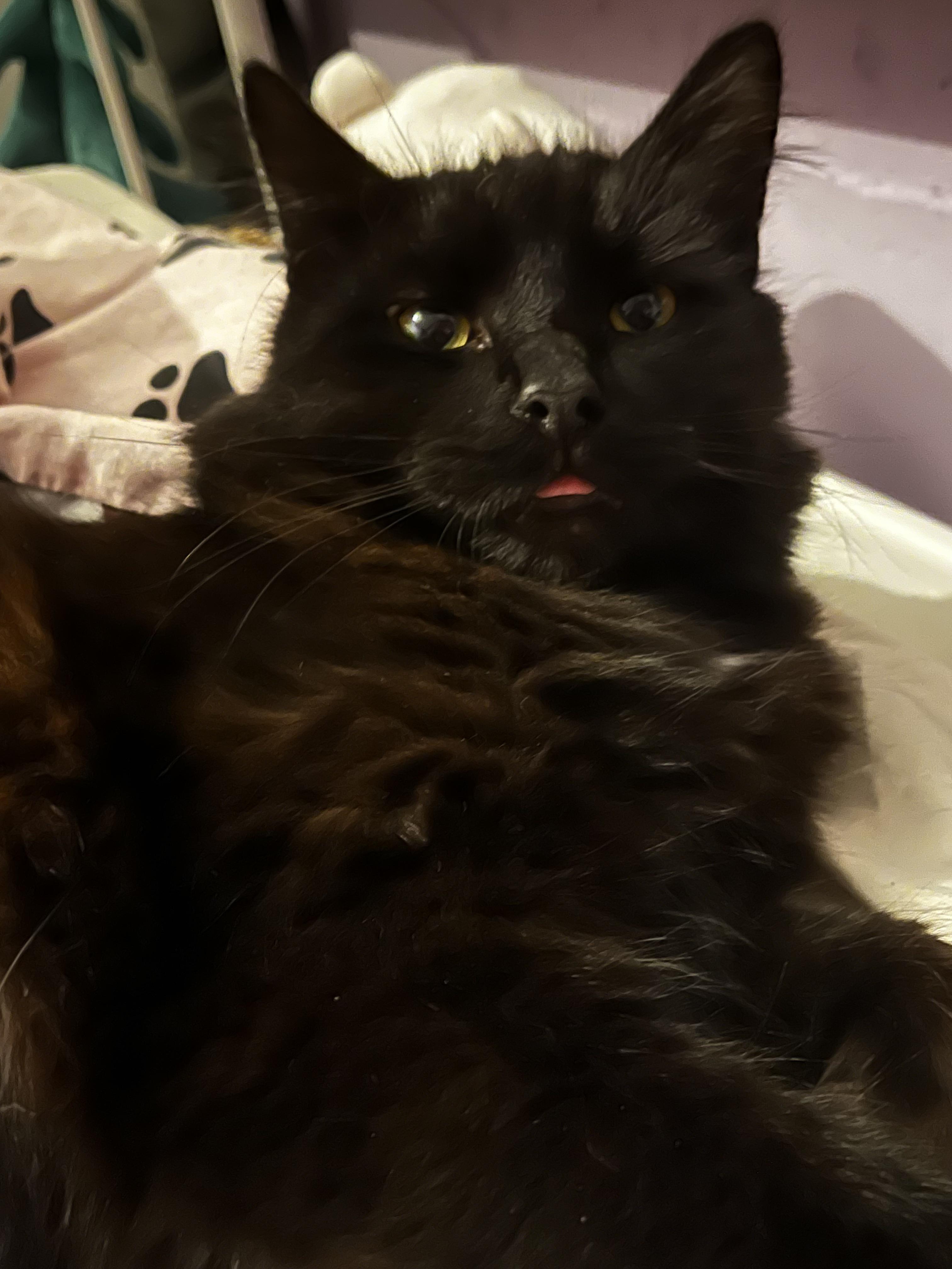 void blep! | Scrolller