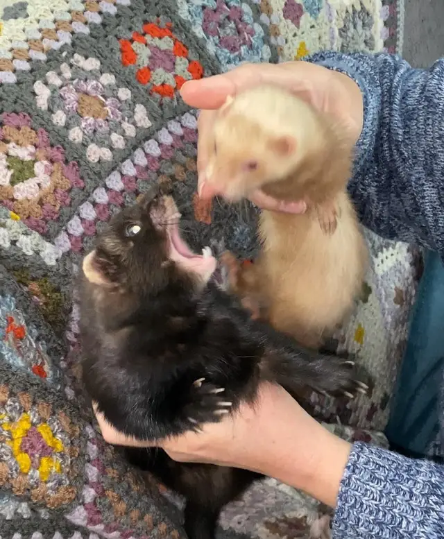 new meme template? | Scrolller