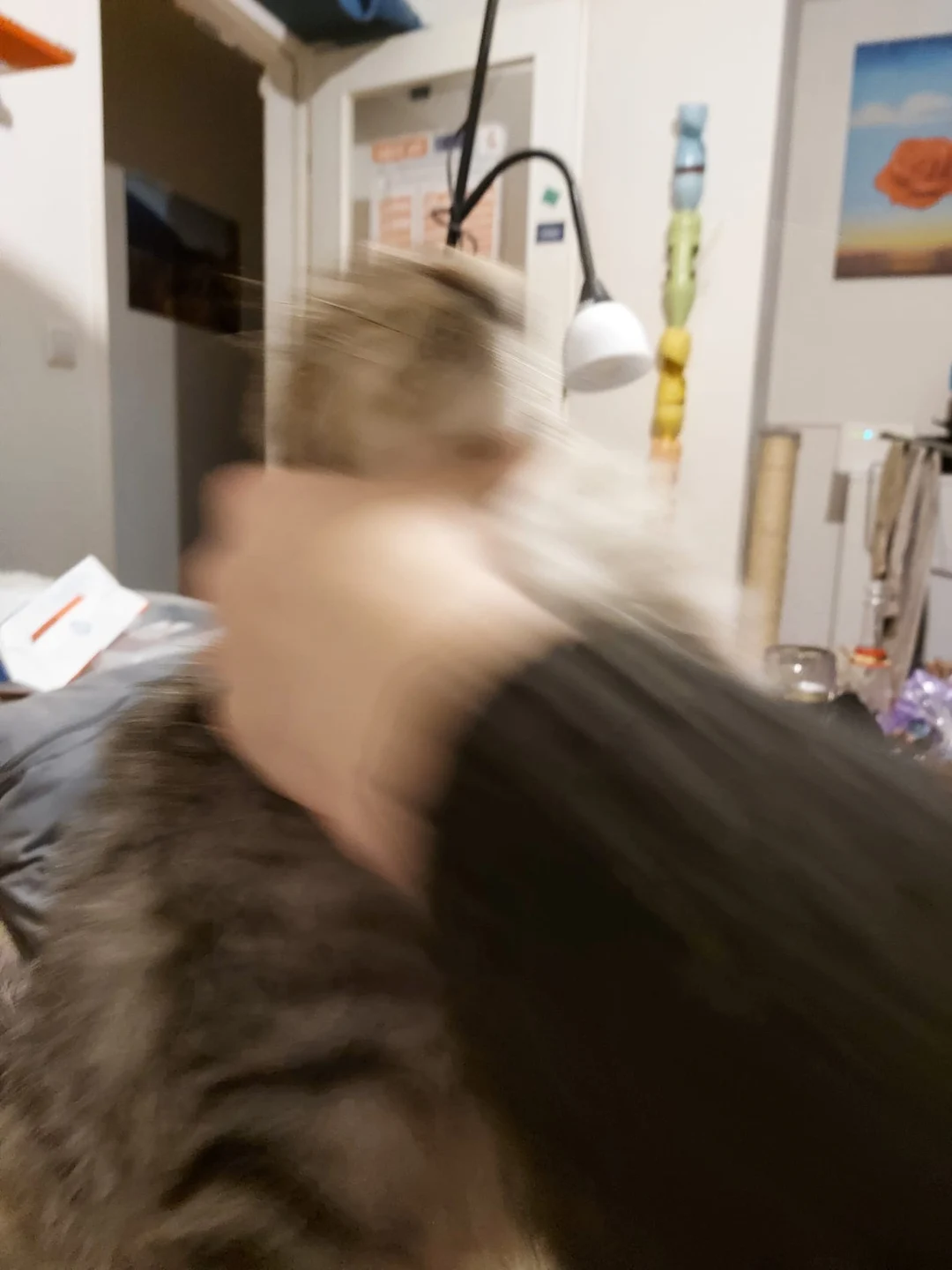 Blurry picture of a cat | Scrolller