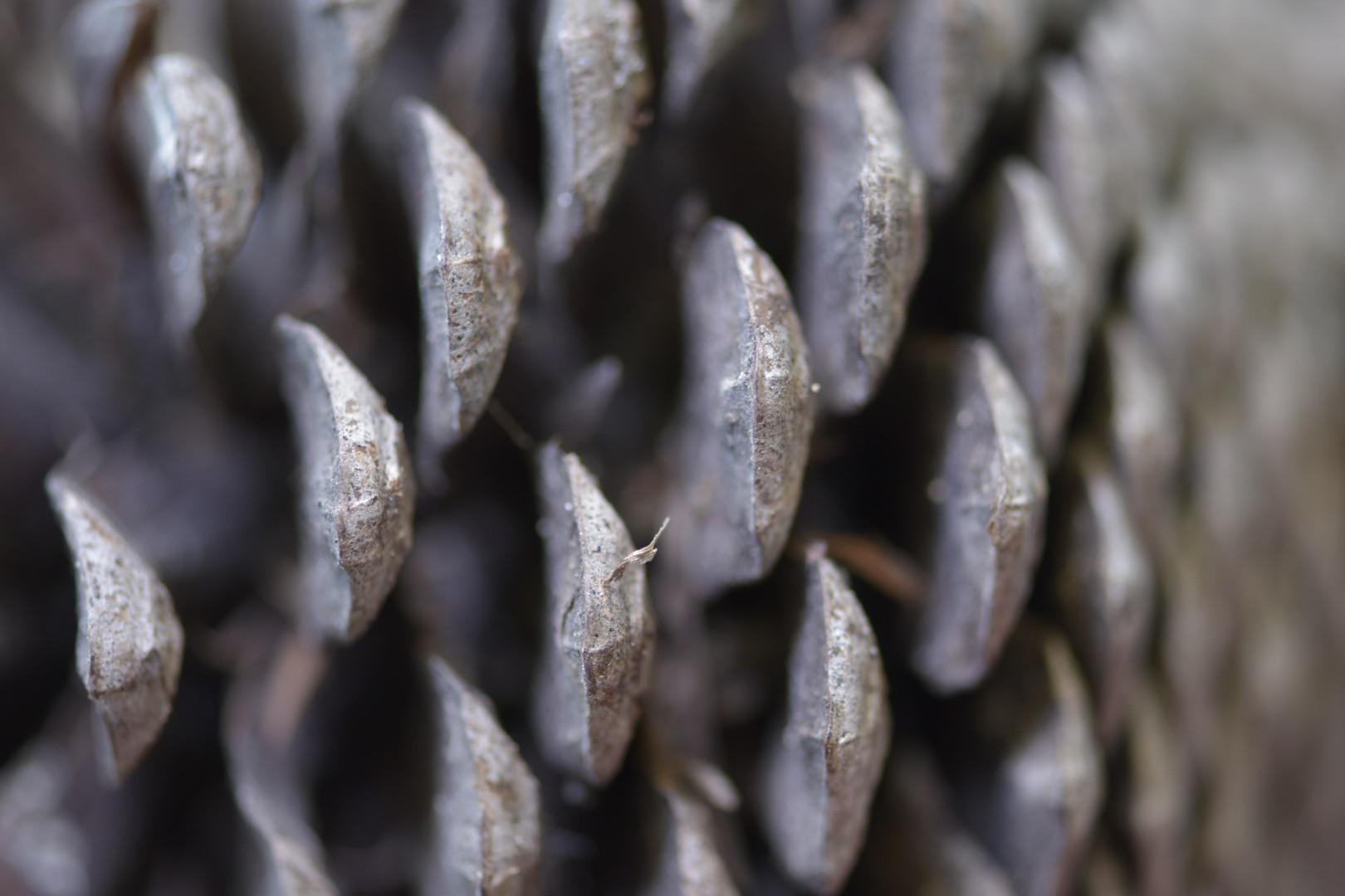 A pine cone that will selflessly sacrifice itself to keep us warm this winter. | Scrolller