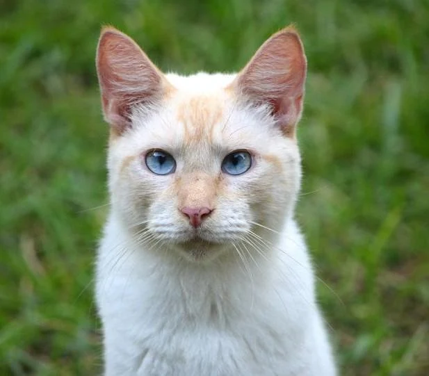 This Cute Siamese Cat 🐱 | Scrolller