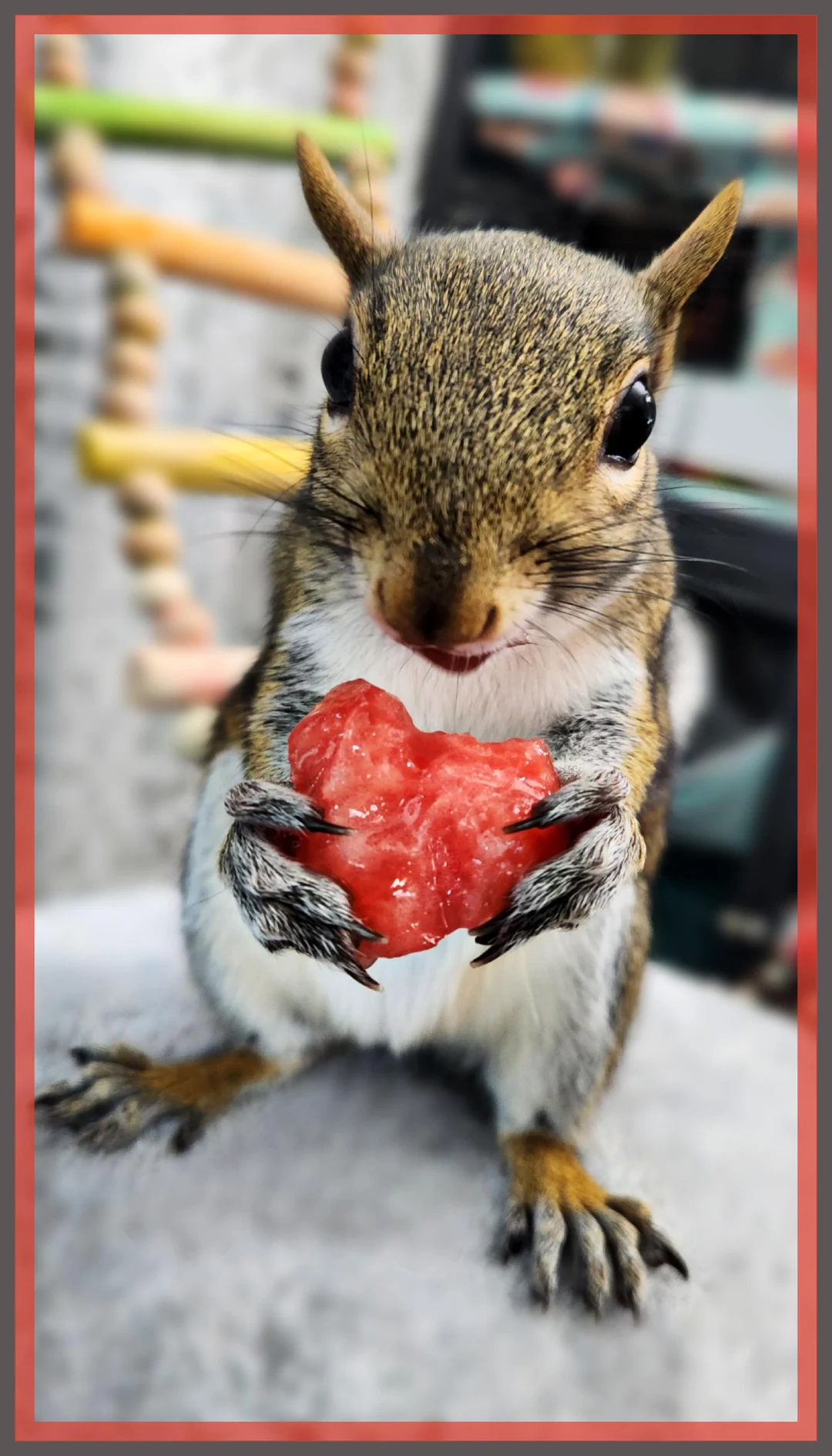 Watermelon Heart | Scrolller