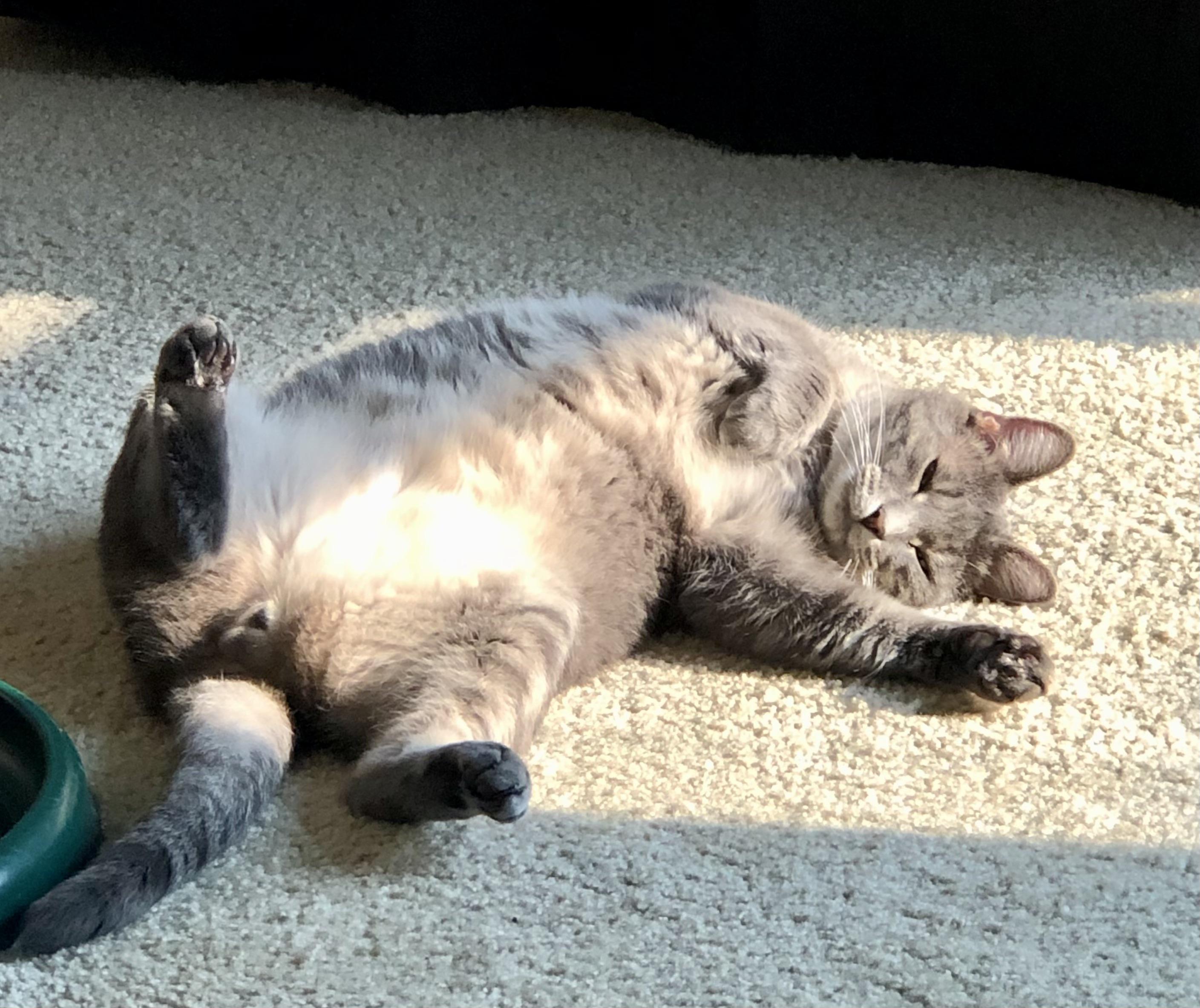 Cats are solar-powered | Scrolller