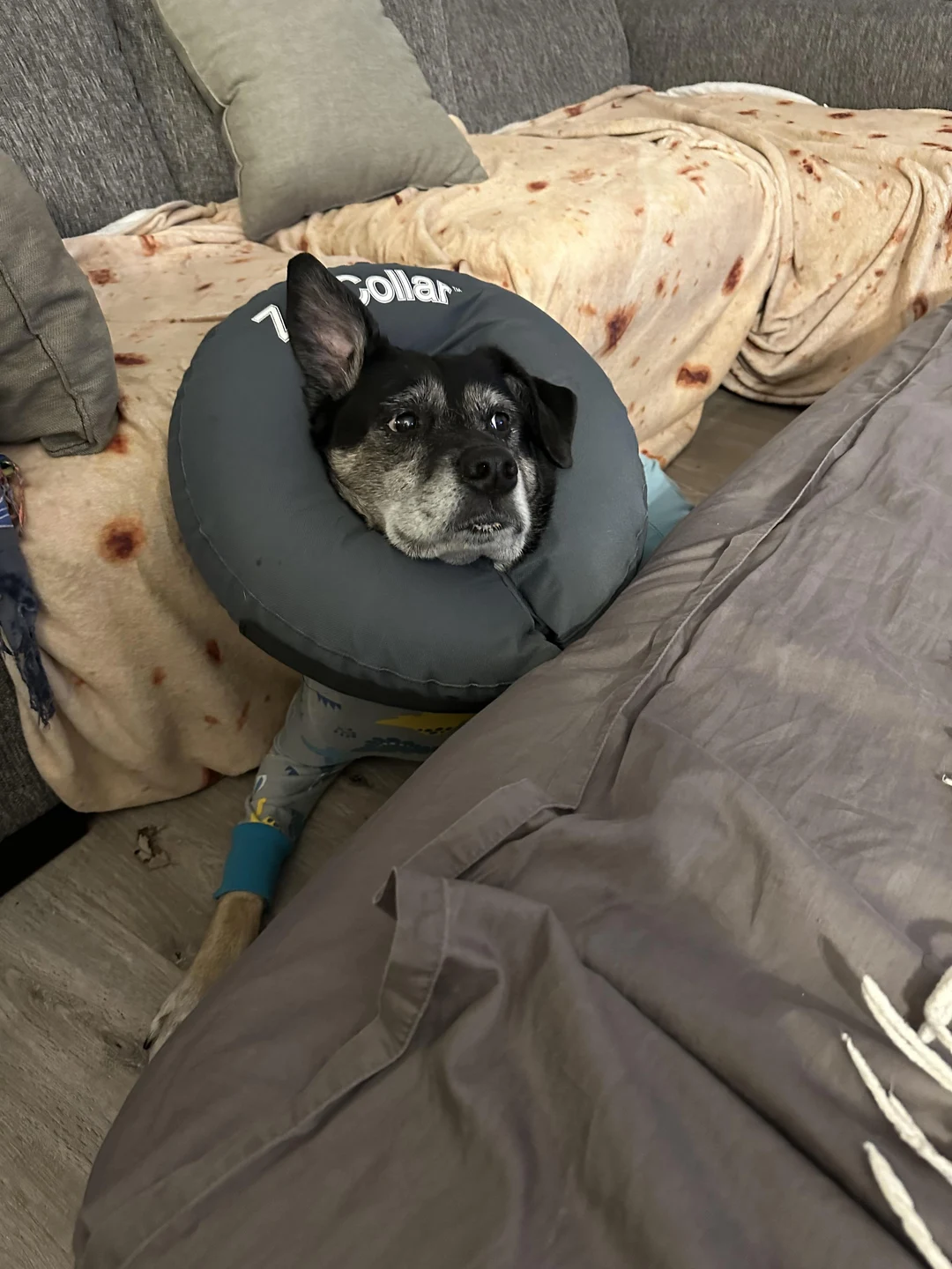 Discover more like WhatsWrongWithYourDog: The realization that her donut won’t fit in the gap ...