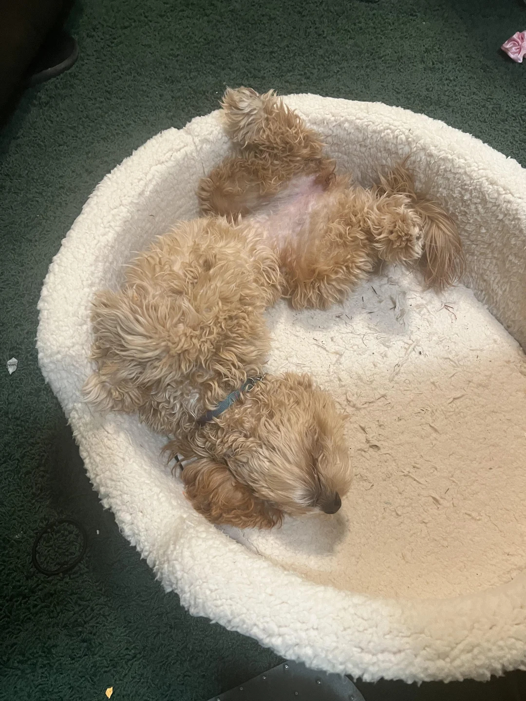 Yup. She’s definitely a golden cavapoo. | Scrolller