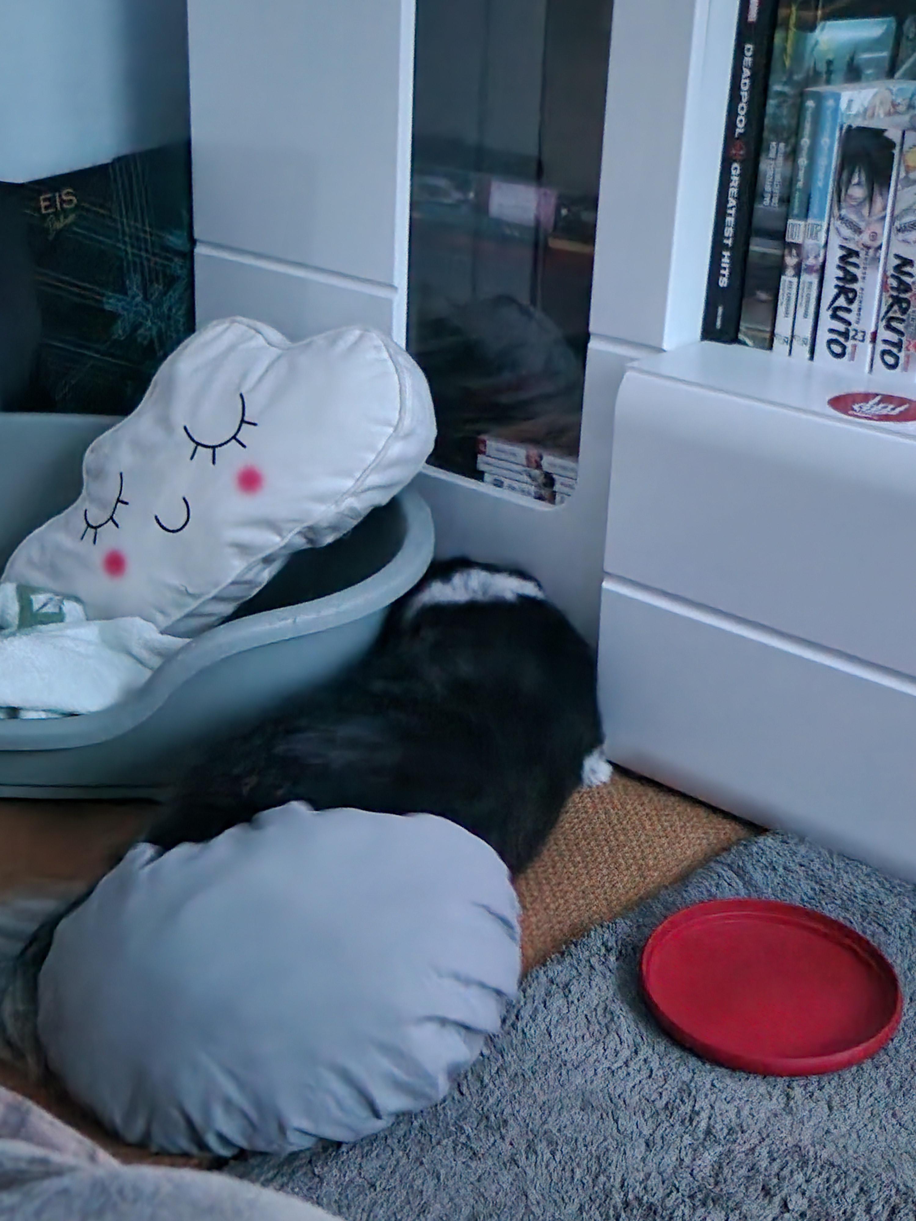 He does that a lot instead of laying in his bed or anywhere else | Scrolller