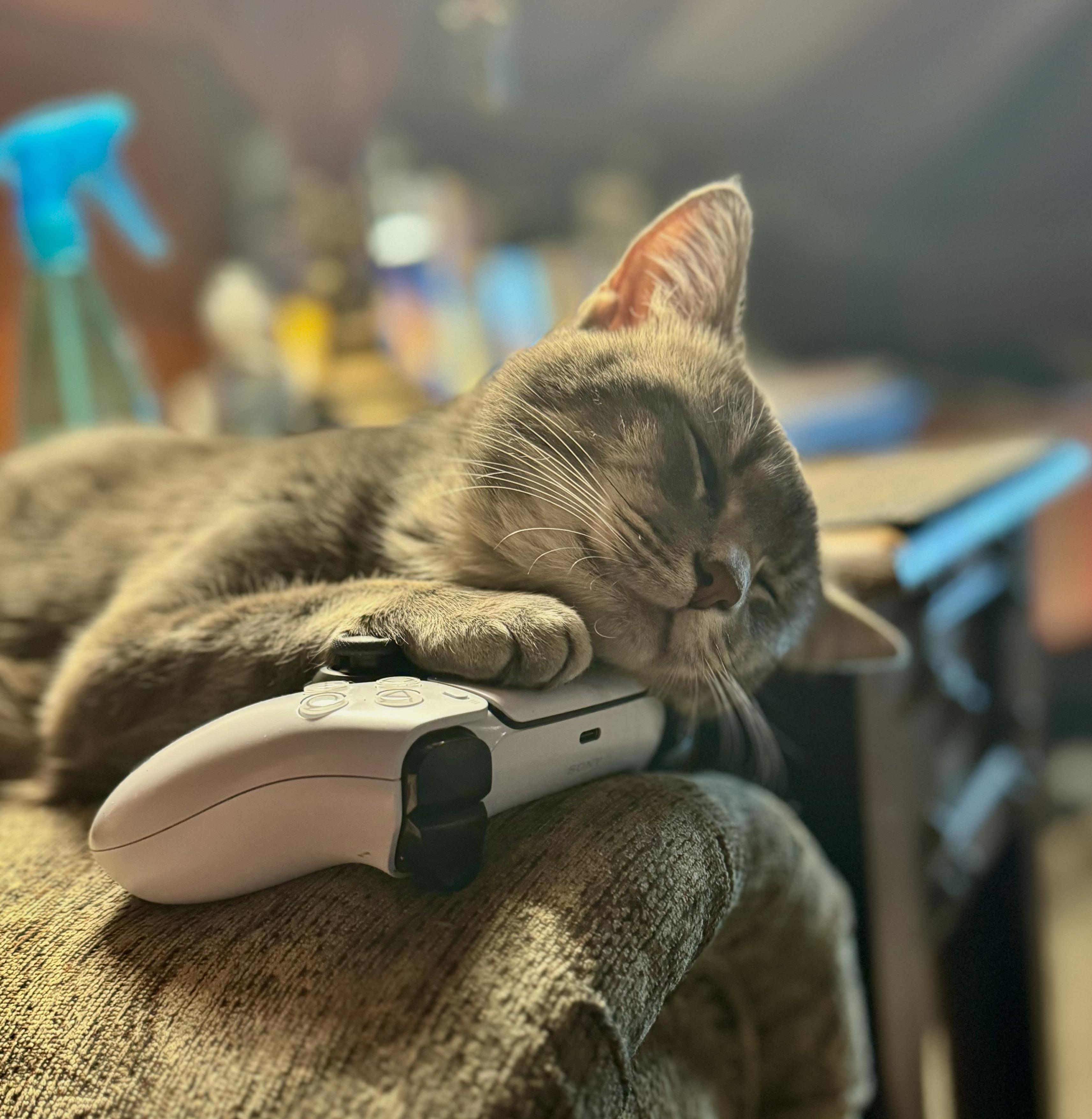 My controller has been catmandeered. | Scrolller