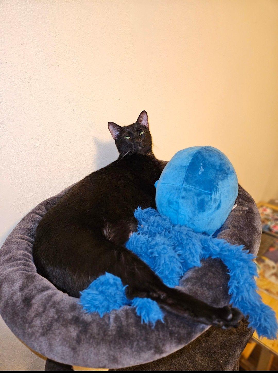 Post catnip bliss | Scrolller