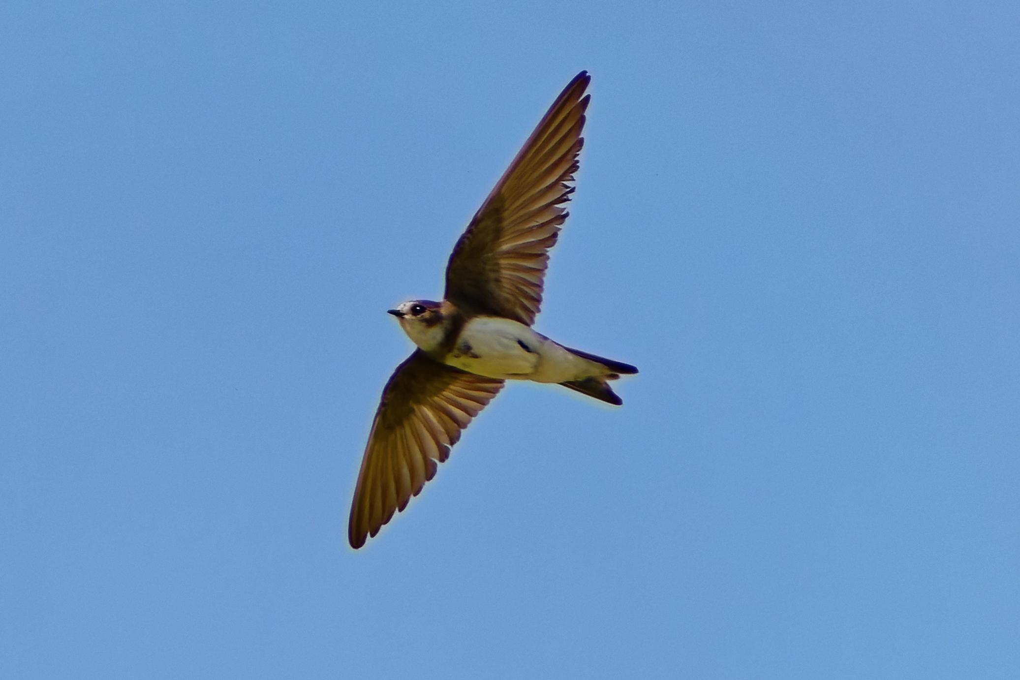 Sand Martin (aka Bank Swallow) | Scrolller