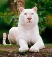 A White Tiger | Scrolller