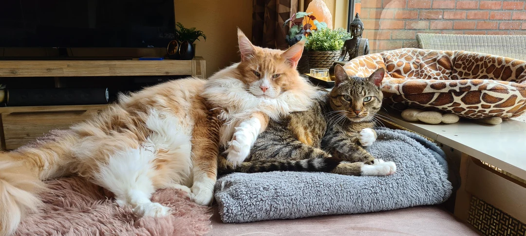 Meet Max and Milo | Scrolller