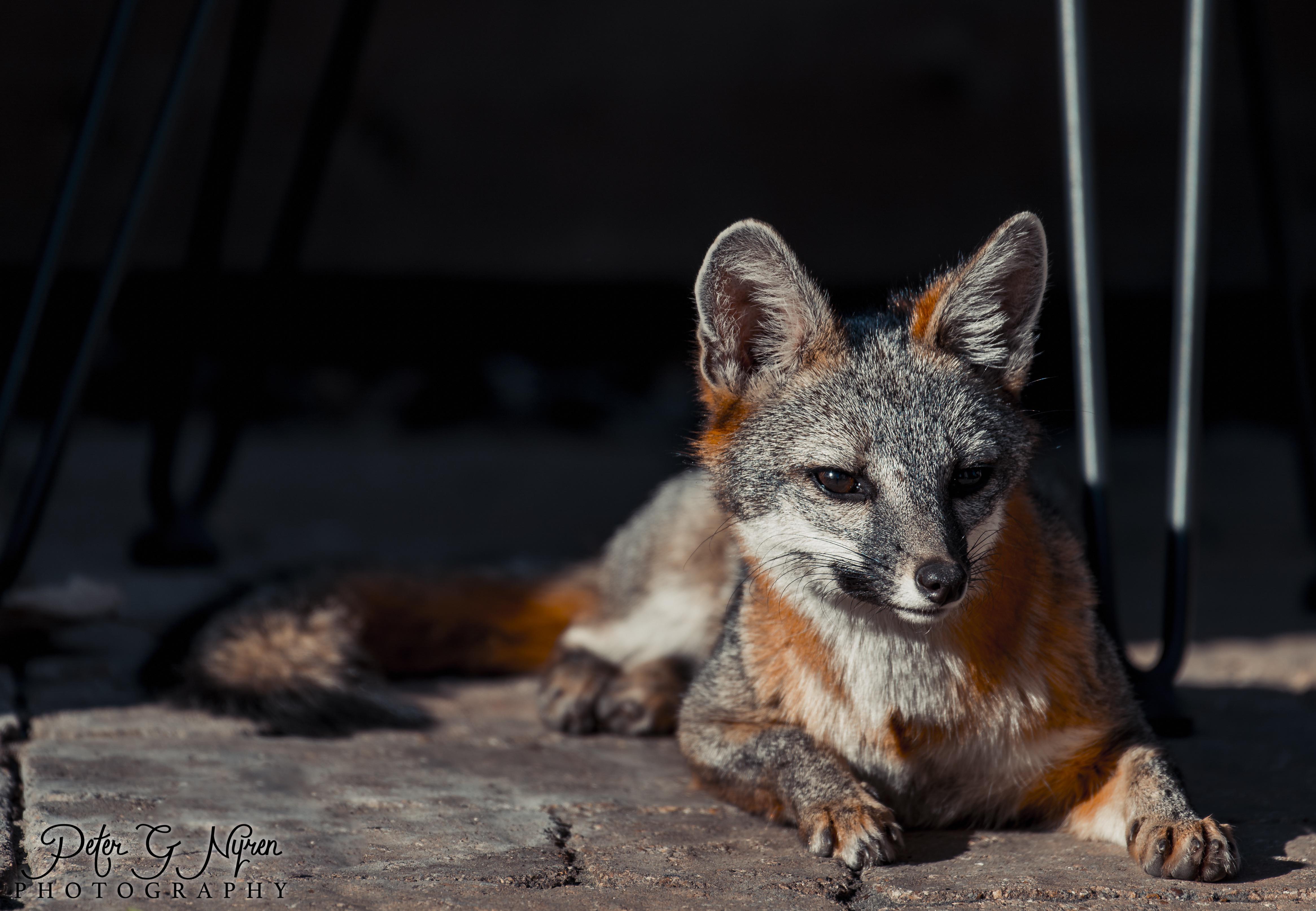 Fox visitor on my back porch | Scrolller