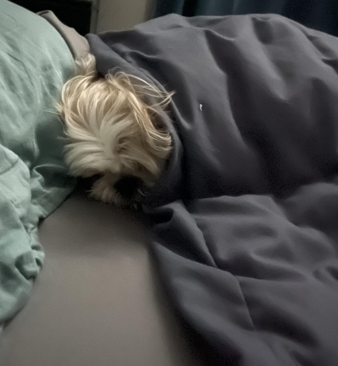 Snoozin Tzu | Scrolller