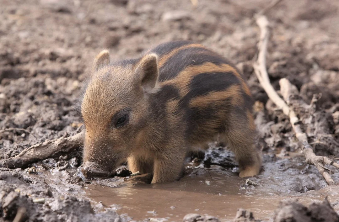 Baby Warthog | Scrolller