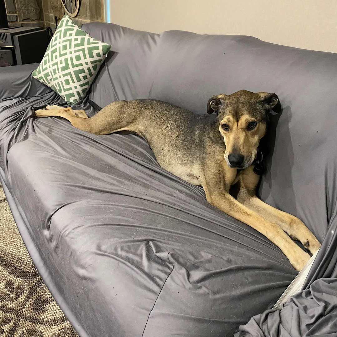 My Greyhound x German Shepherd! | Scrolller