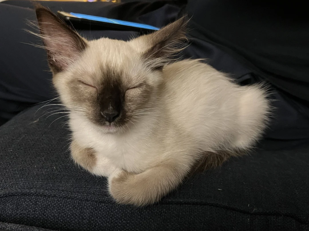 Babies first loaf. Perfectly toasted. | Scrolller