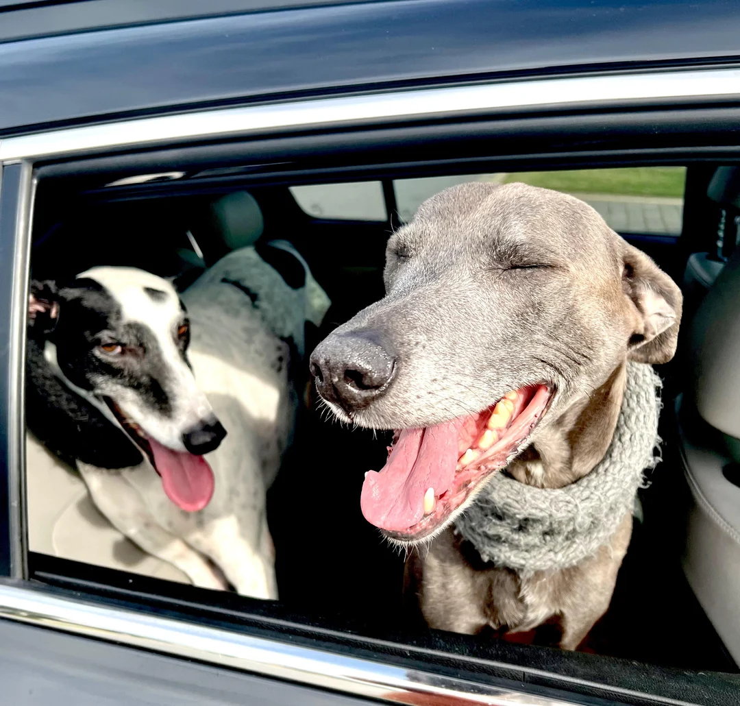 Lenny (left) loving the car and his bro Casper | Scrolller