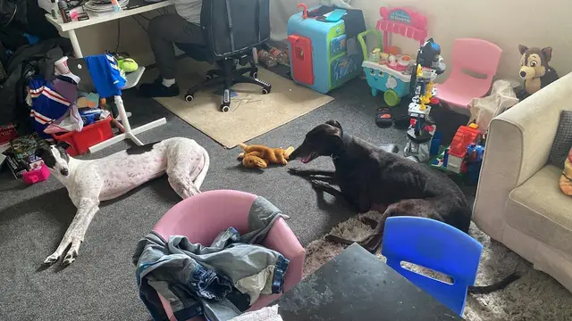 Happy gotcha day! Hasty got his buddy, Kez today! | Scrolller