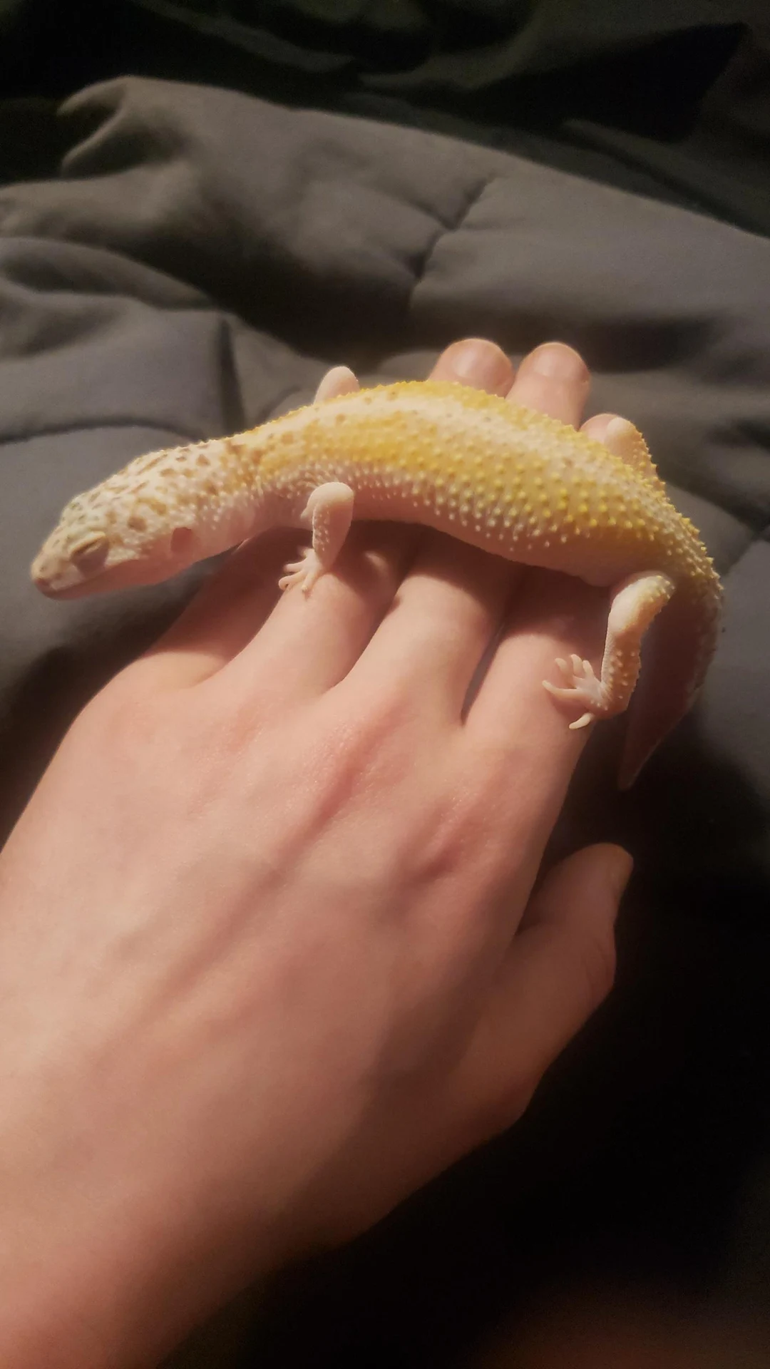 My sweet albino leapord gecko | Scrolller