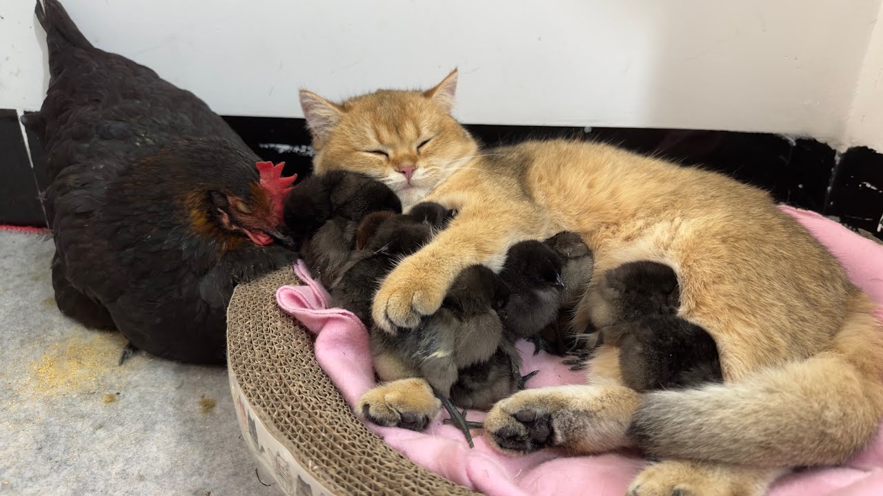 Sweetness overload | Scrolller