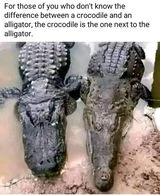 Alligator vs. Crocodile | Scrolller