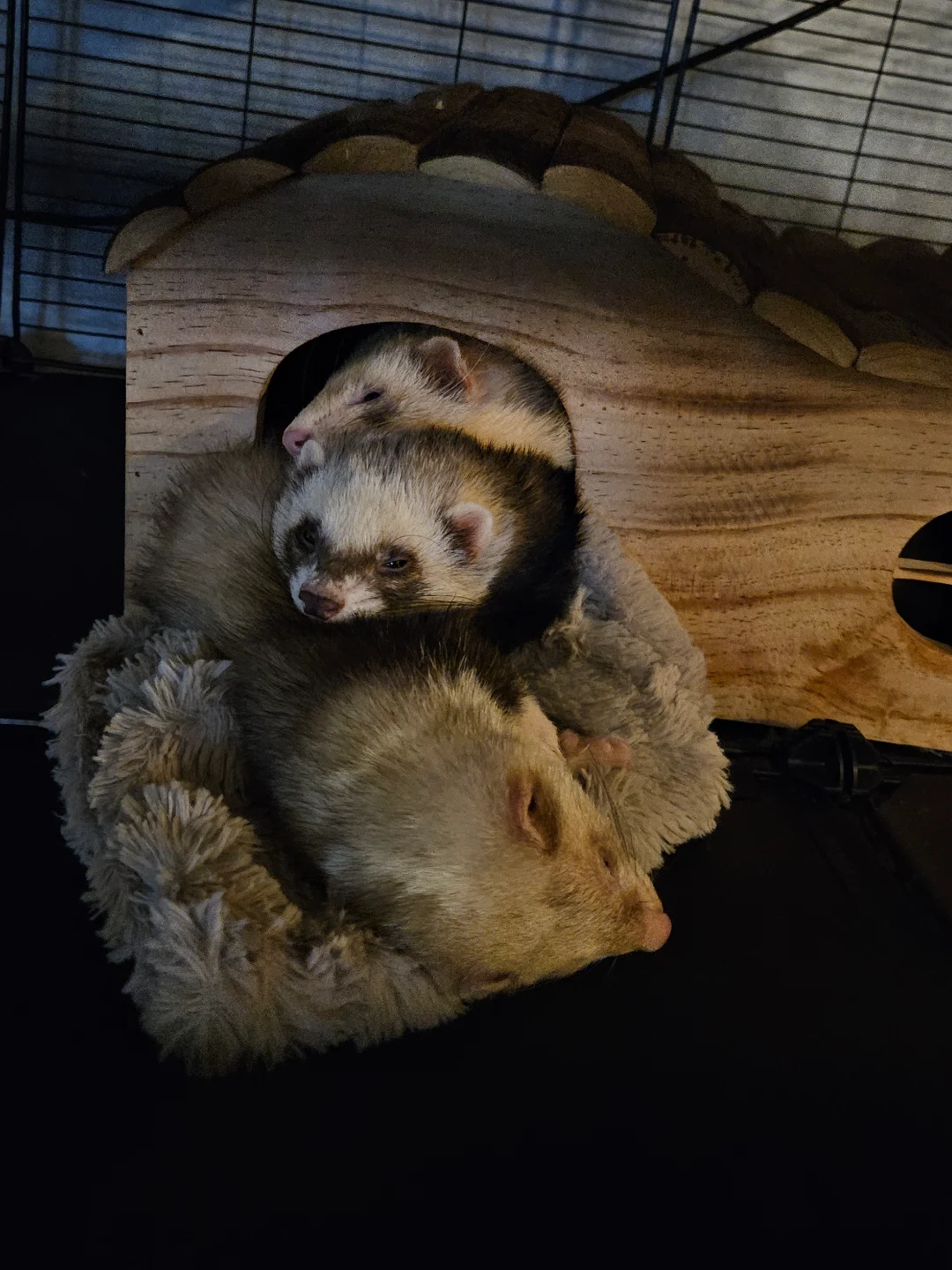 Behaviour new ferret. | Scrolller