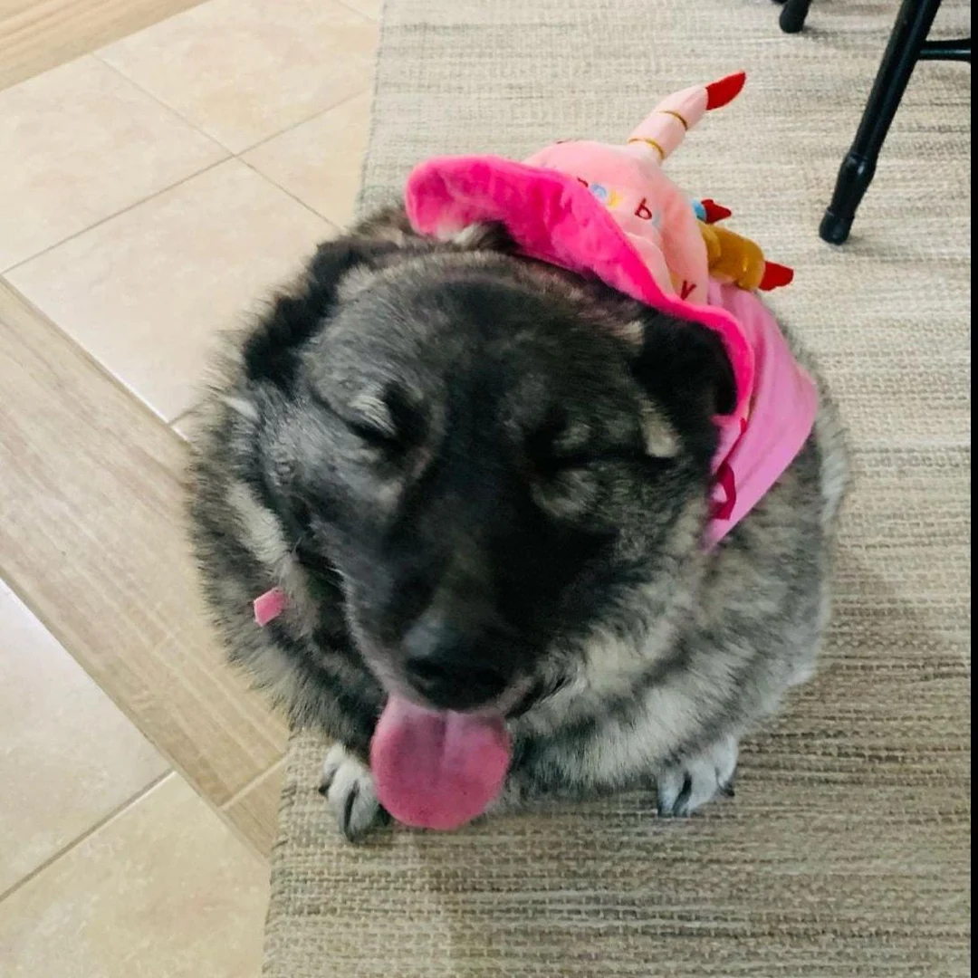 Fluff Monster | Scrolller