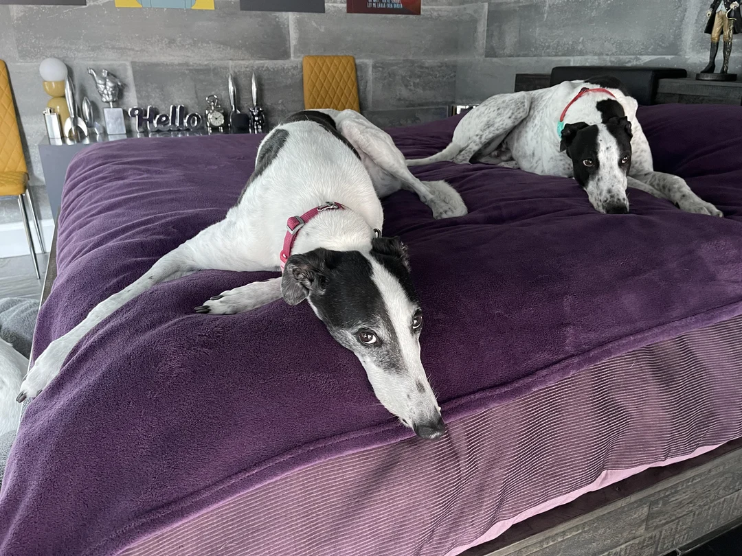 Greyhound Activities #1 | Scrolller