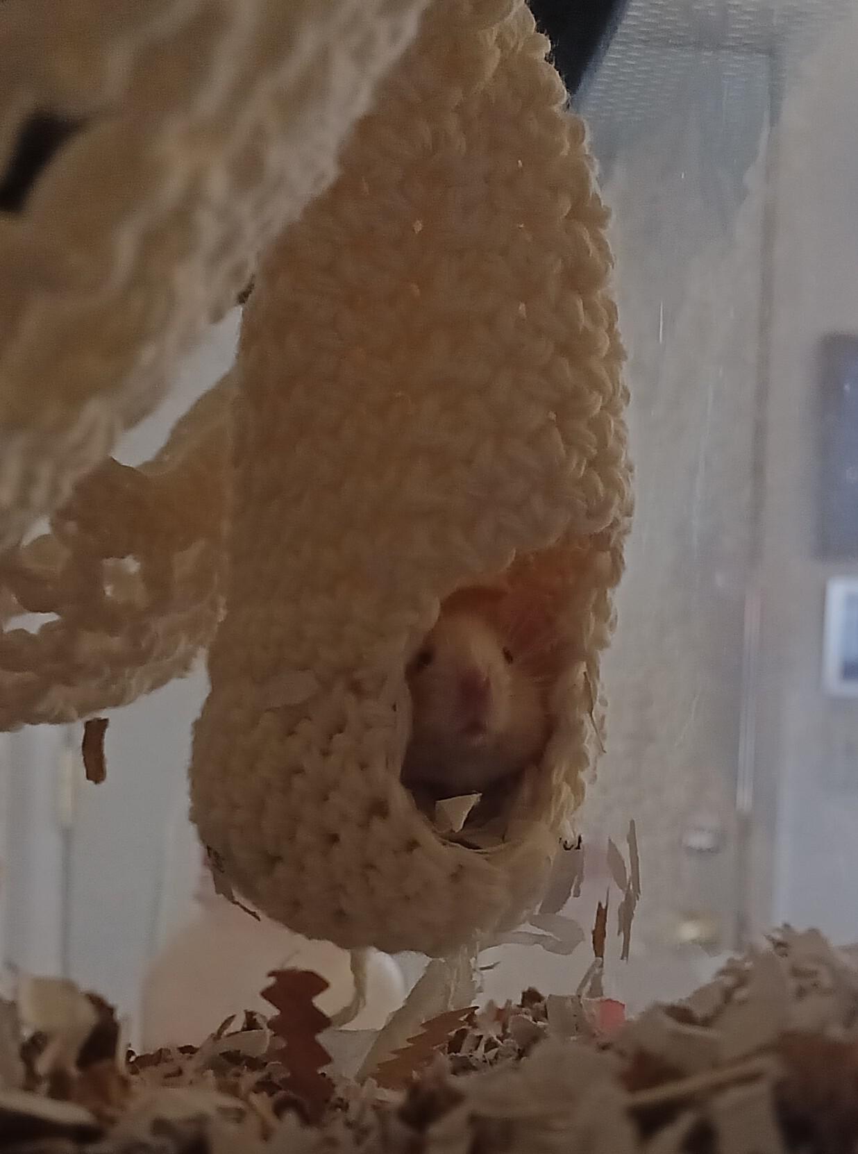 gus hanging out in his hut | Scrolller