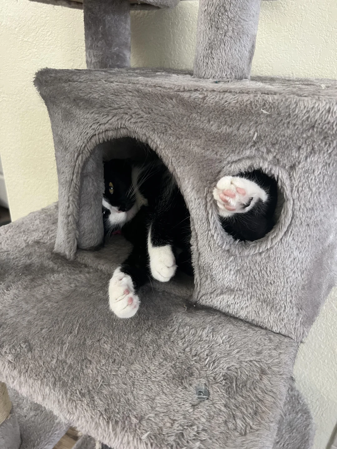 Interesting surrender to being trapped | Scrolller