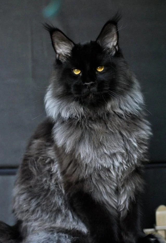 This Beautiful Maine Coon Cat | Scrolller