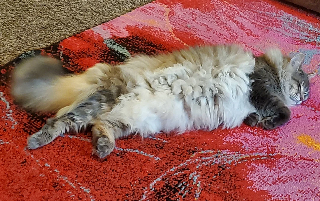 Kalcifer in all his floofy glory | Scrolller