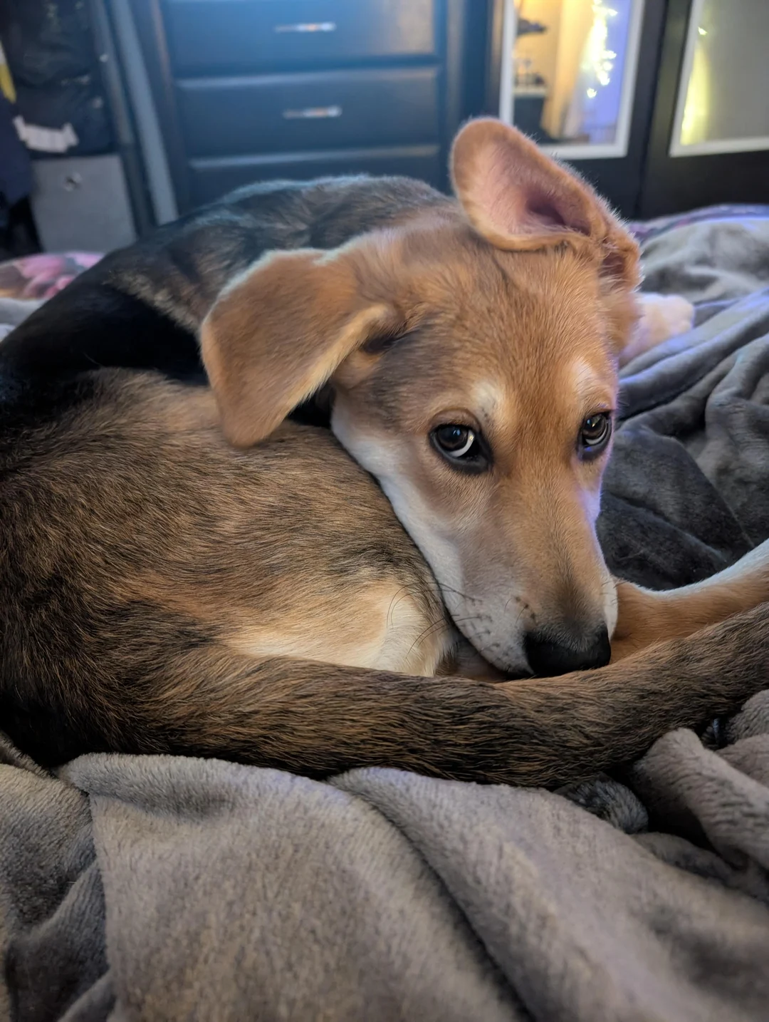 German Shepherd cross Kelpie | Scrolller