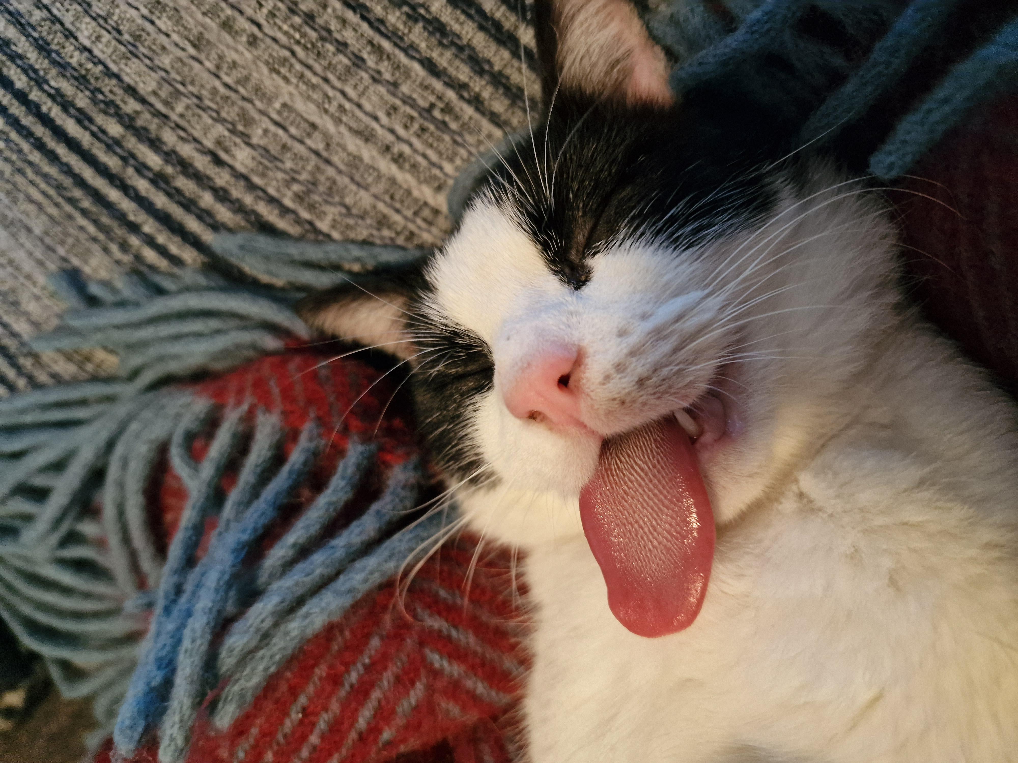 Sleepy and pulled out blep | Scrolller