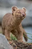 This Cute Fossa 🤎 | Scrolller