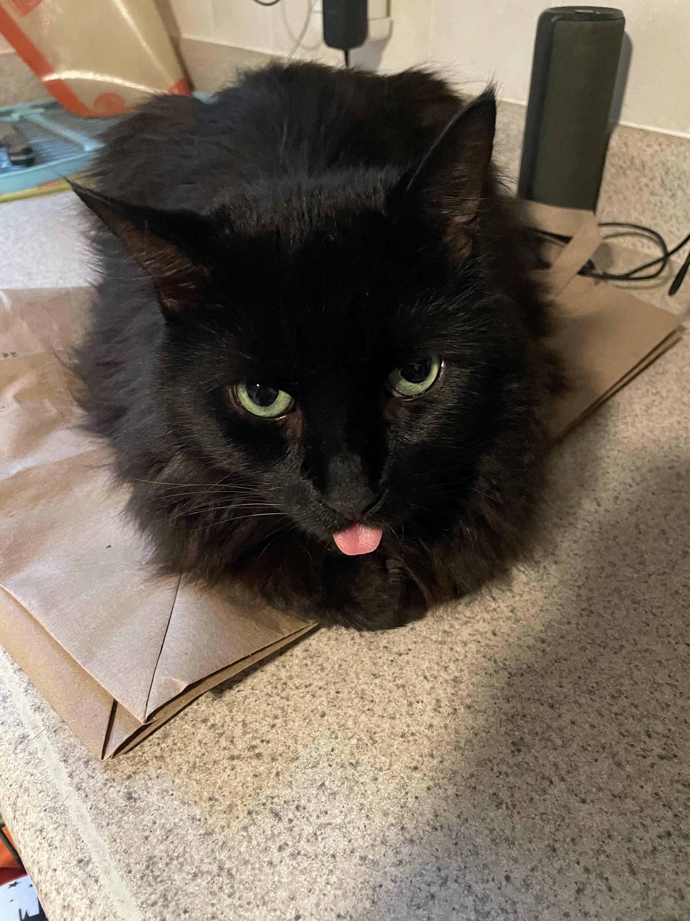 Happy soot sprite | Scrolller