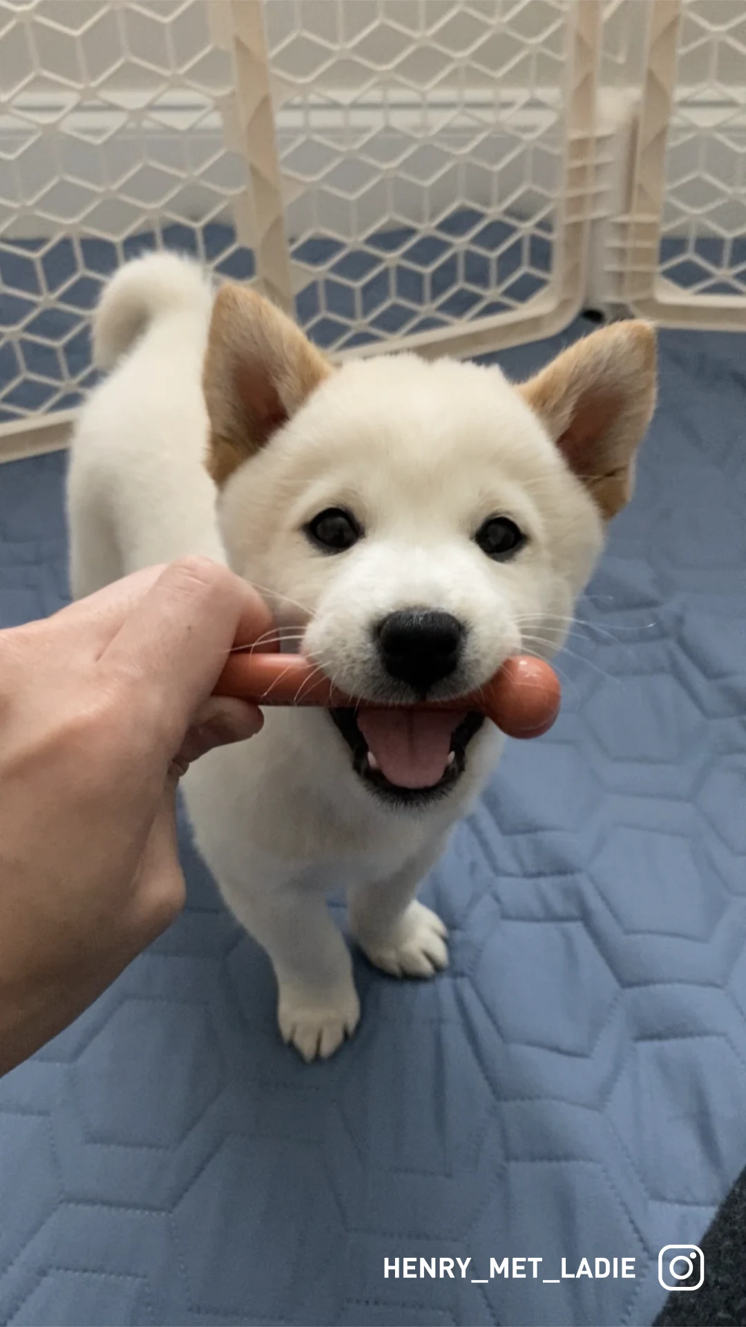 Hello, my name is Henry! | Scrolller