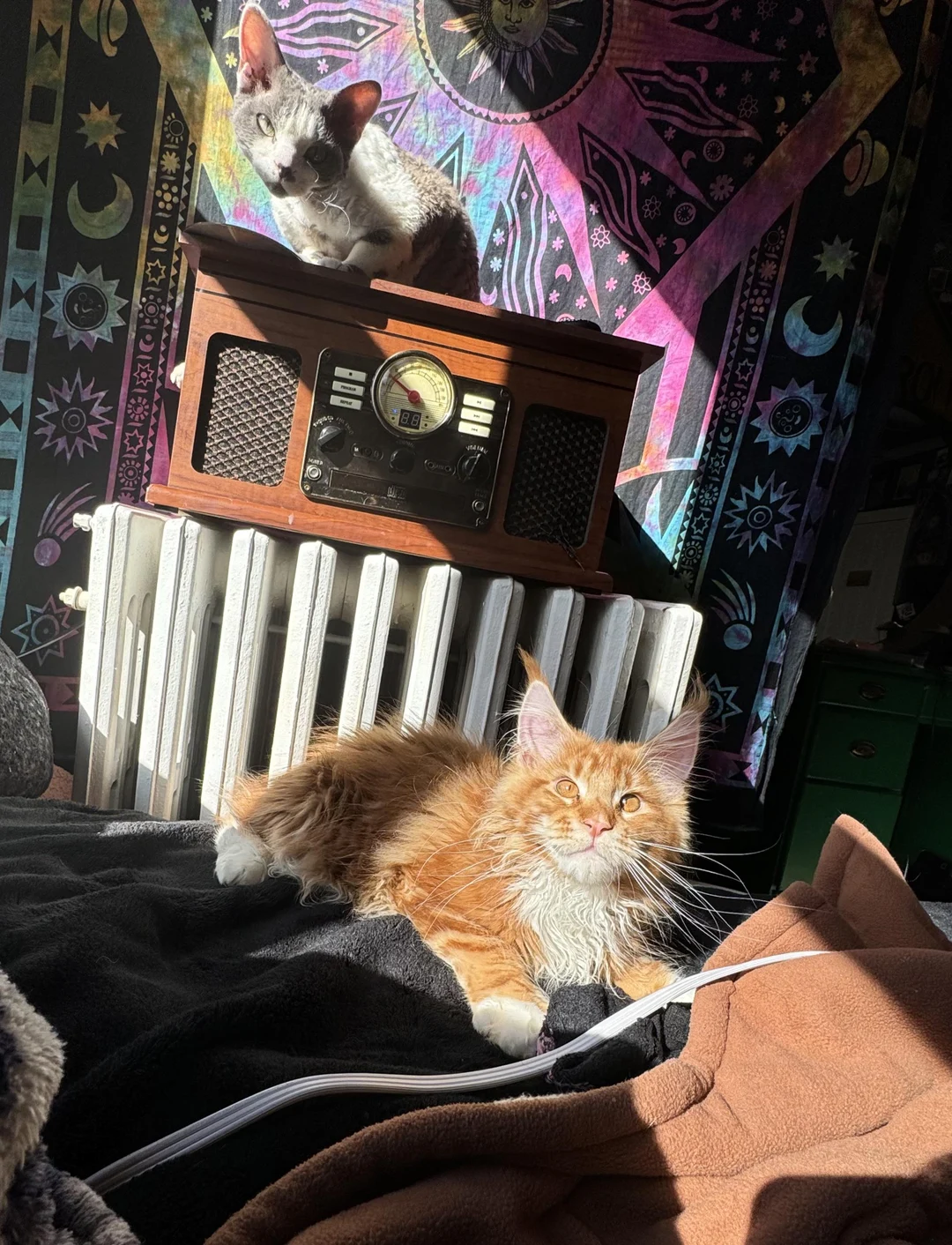 Sumo getting used to new home | Scrolller