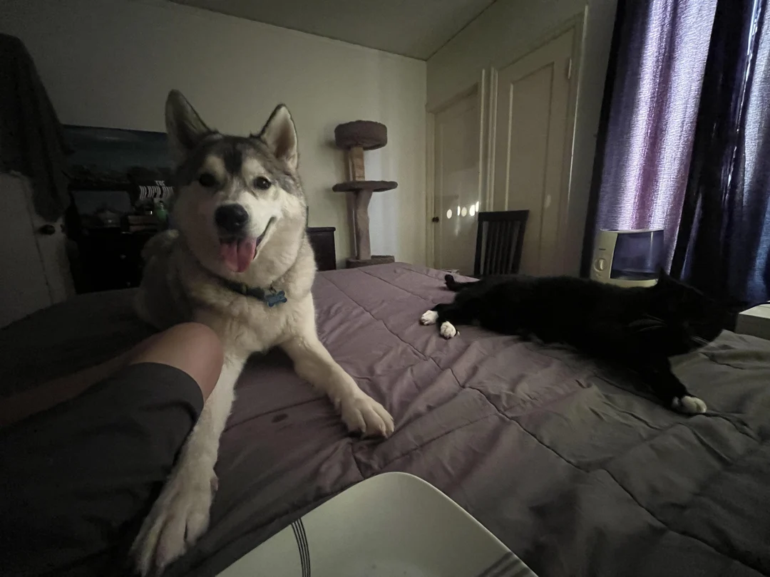 Bruce and his feline fren… | Scrolller