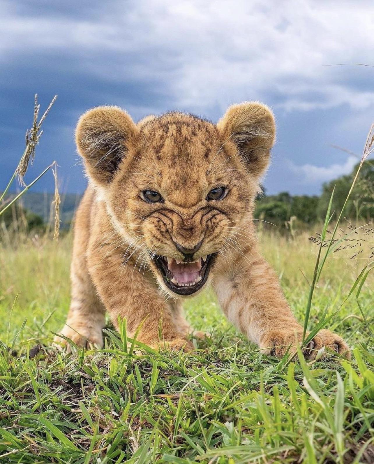 Tough cub | Scrolller