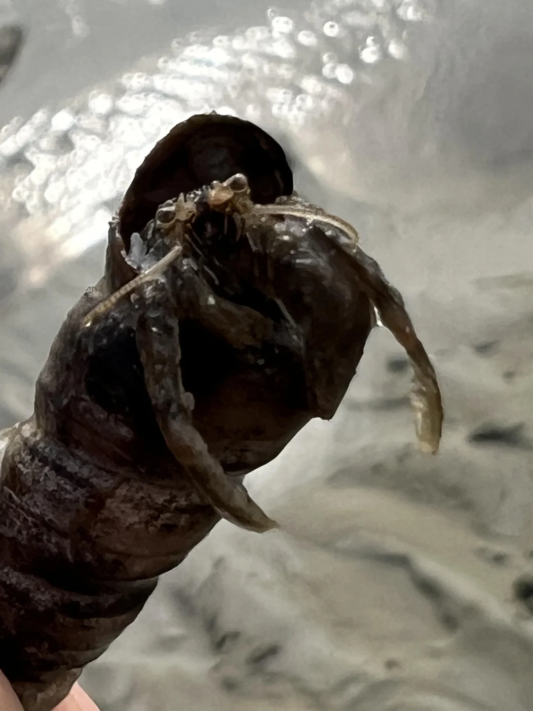 this little hermit crab | Scrolller