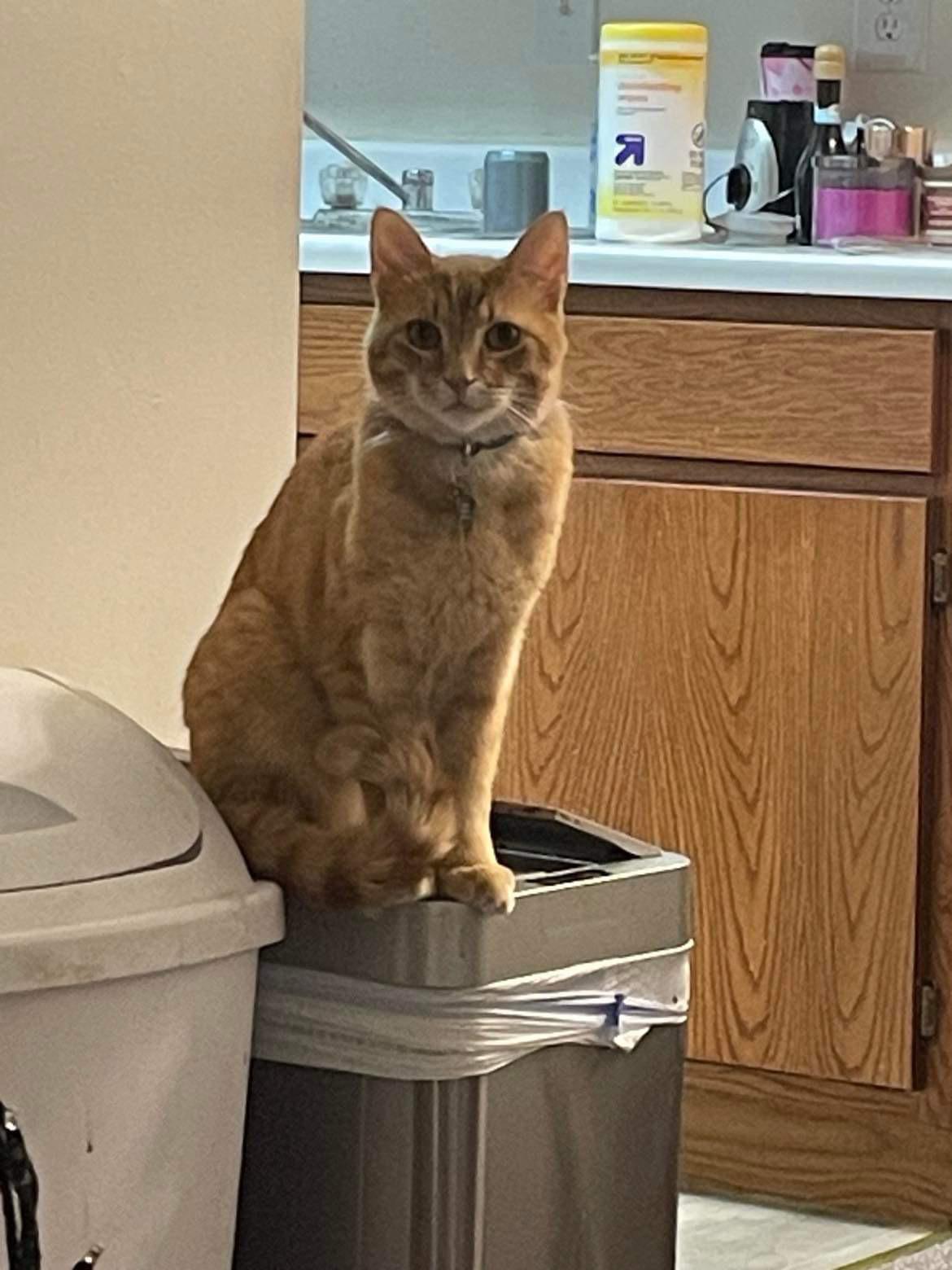 My lil trash goblin | Scrolller