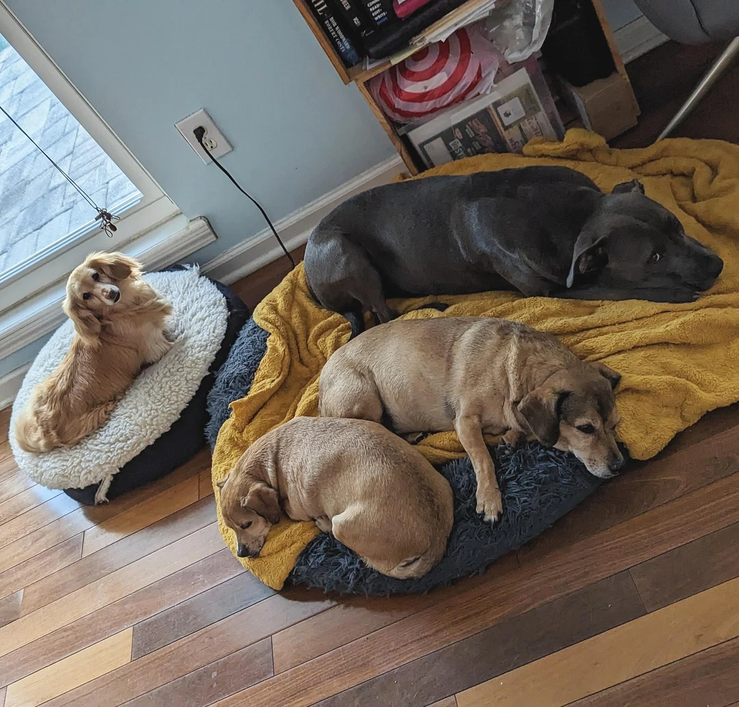 My collection of dogs. | Scrolller