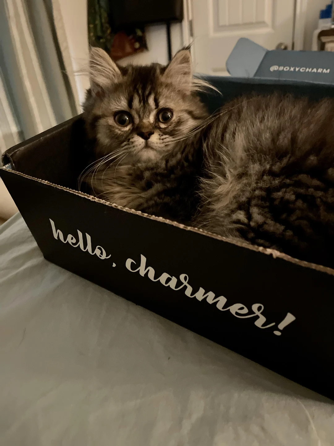 Trapped a little fuzz ball! | Scrolller