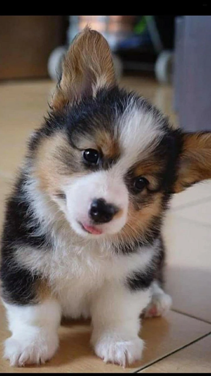 This Cute Pembroke Welsh Corgi Puppy 🐶 | Scrolller